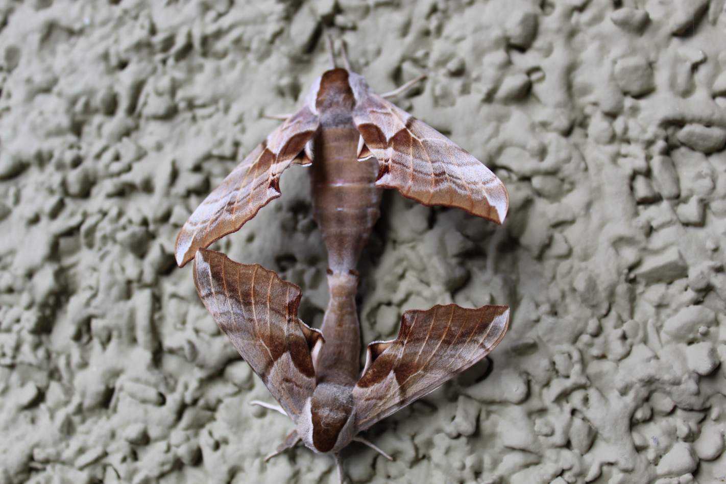 Solve Mating Moths jigsaw puzzle online with 35 pieces