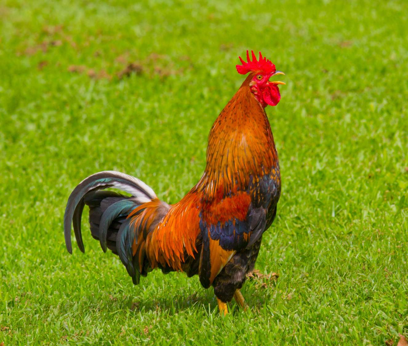 Solve Maui Rooster jigsaw puzzle online with 99 pieces