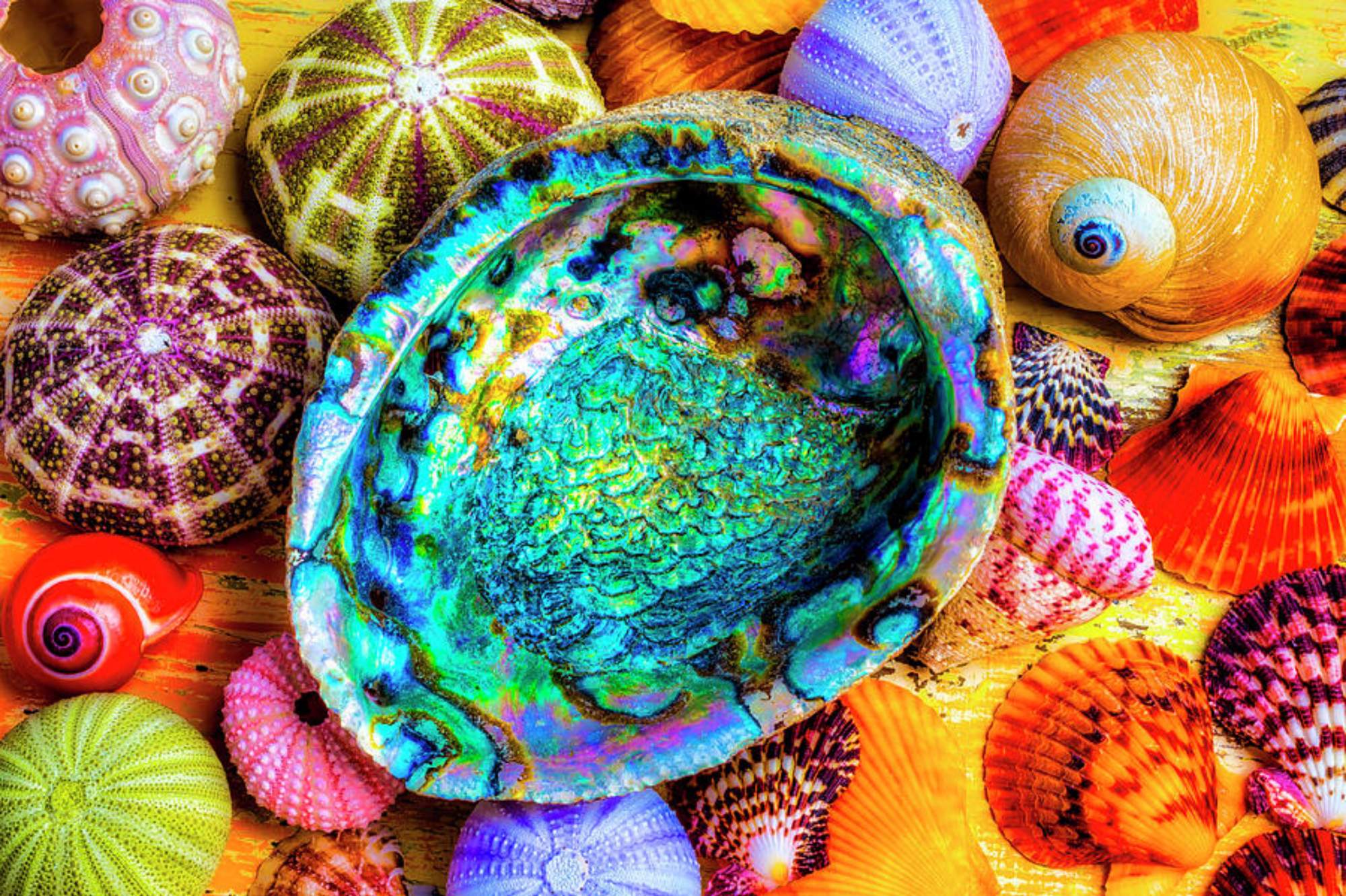 Solve shells jigsaw puzzle online with 425 pieces