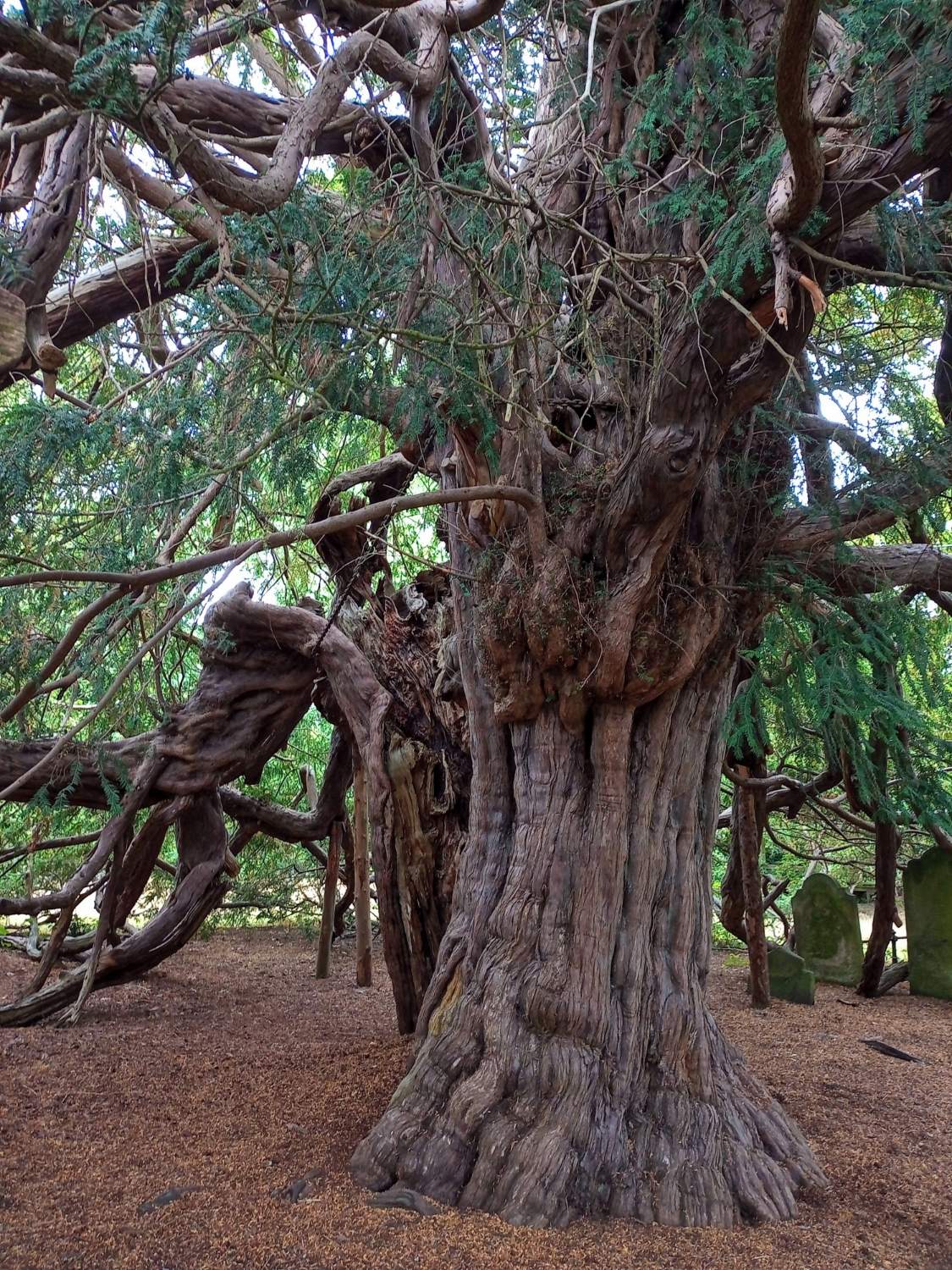 Solve King Size Yew Tree jigsaw puzzle online with 130 pieces