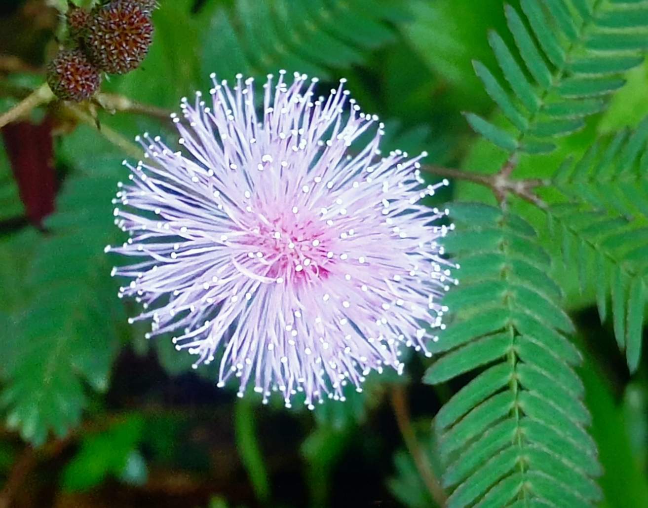 Solve TOUCH-ME-NOT FLOWER jigsaw puzzle online with 30 pieces