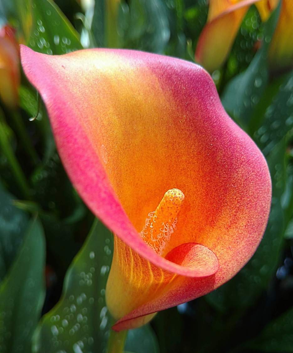 Solve Calla Lily - Mercedes jigsaw puzzle online with 56 pieces Solve Calla Lily - Mercedes jigsaw puzzle online with 56 pieces
