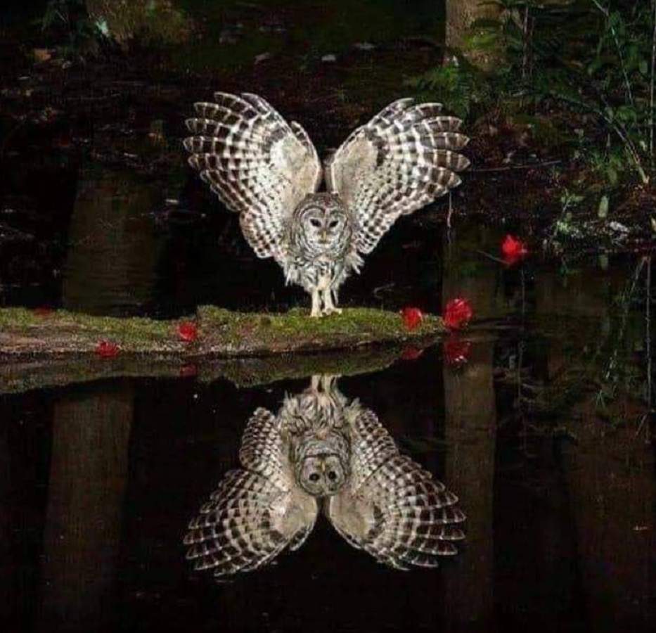 Solve reflective owl jigsaw puzzle online with 81 pieces