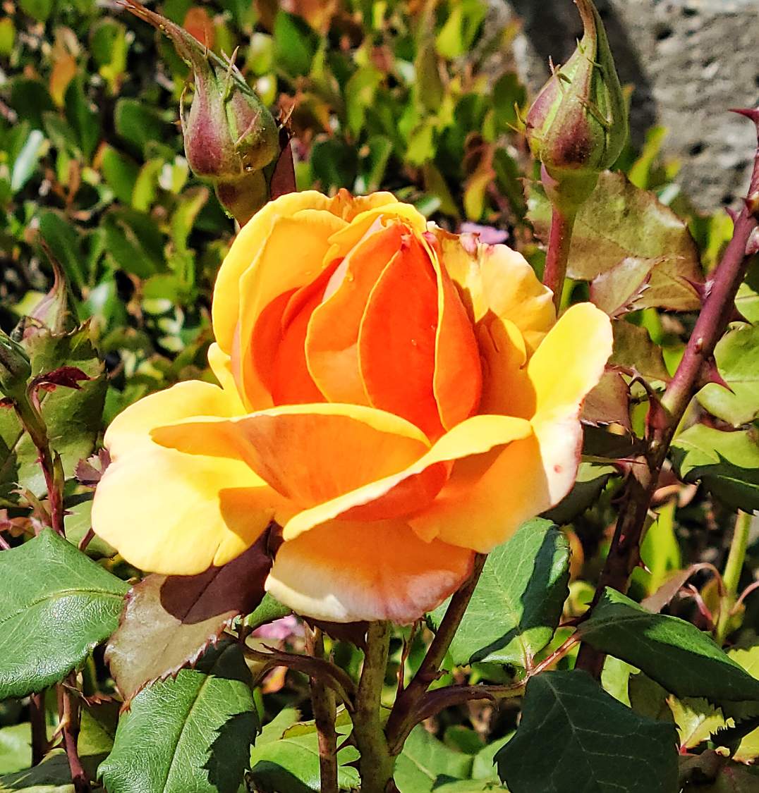 Solve First Rose of Spring Opening jigsaw puzzle online with 81 pieces