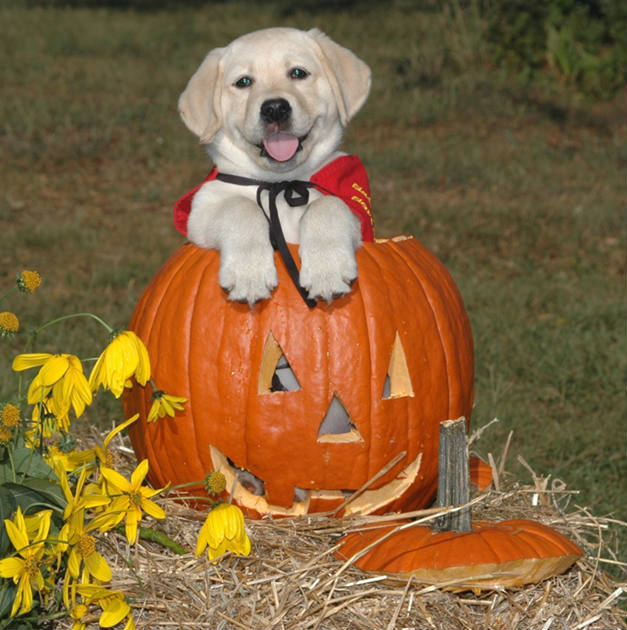 Solve Happy October :) jigsaw puzzle online with 81 pieces