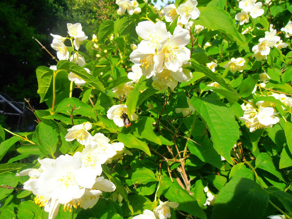 Solve From my garden - find the bee :-) jigsaw puzzle online with 30 pieces