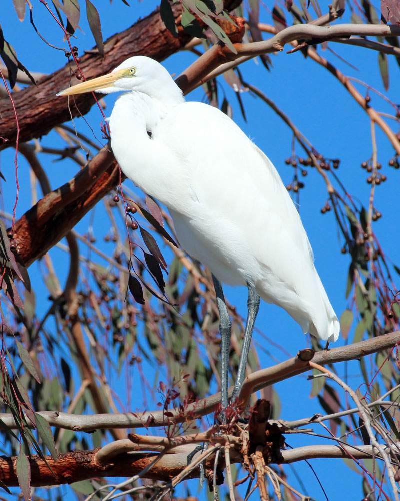 Solve Great Egret, Famosa Slough, San Diego, California jigsaw puzzle ...