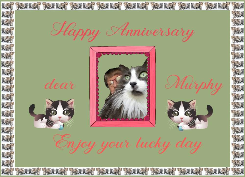 Jigsaw Puzzle | Happy anniversary dear Murphy (Laurajane's cat) | 12 ...