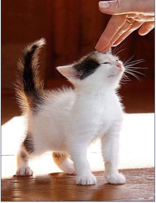 Solve Ruka_Hand jigsaw puzzle online with 63 pieces