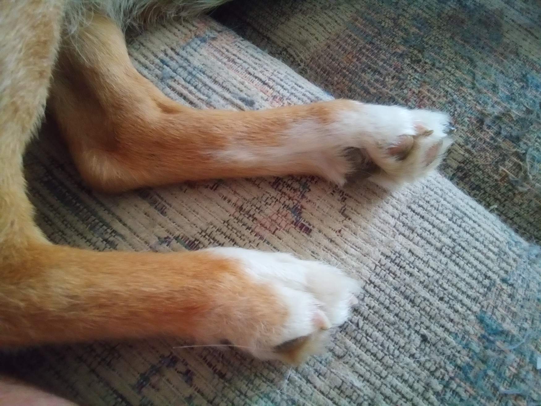 Solve Look at those cute paws! jigsaw puzzle online with 154 pieces