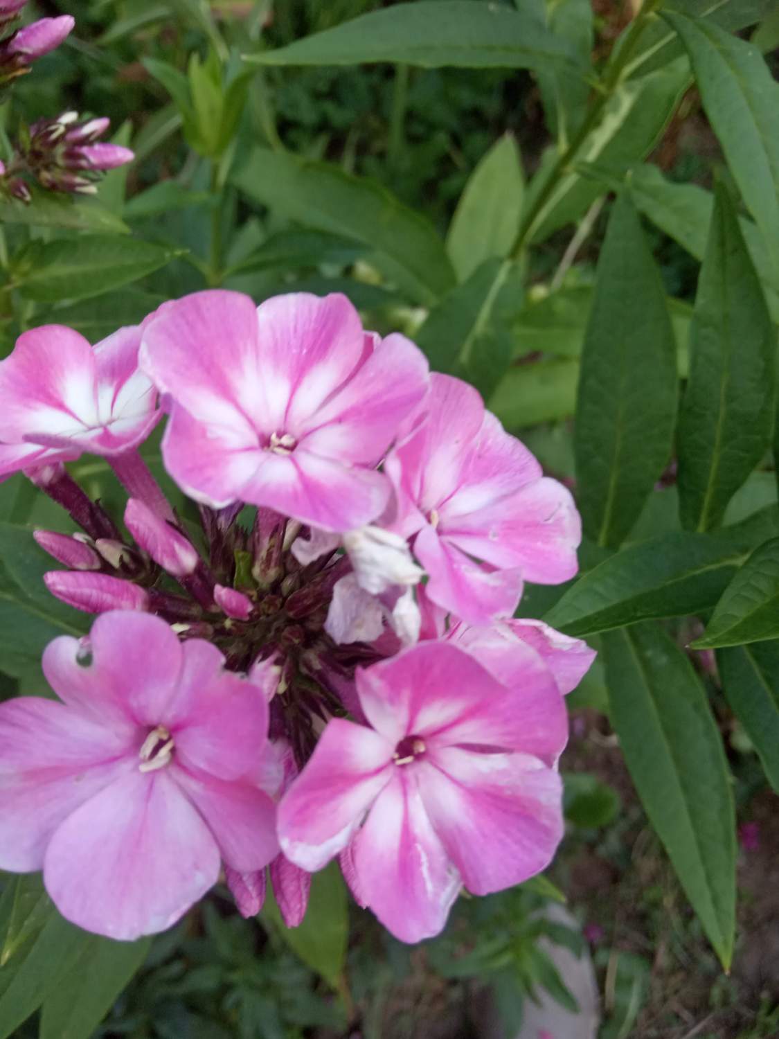 Solve flox jigsaw puzzle online with 336 pieces