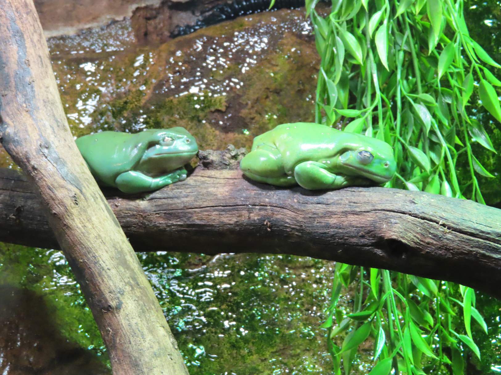 Solve 2 green tree frogs jigsaw puzzle online with 130 pieces