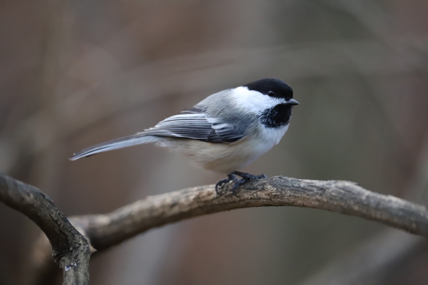 Solve Chickadee jigsaw puzzle online with 77 pieces