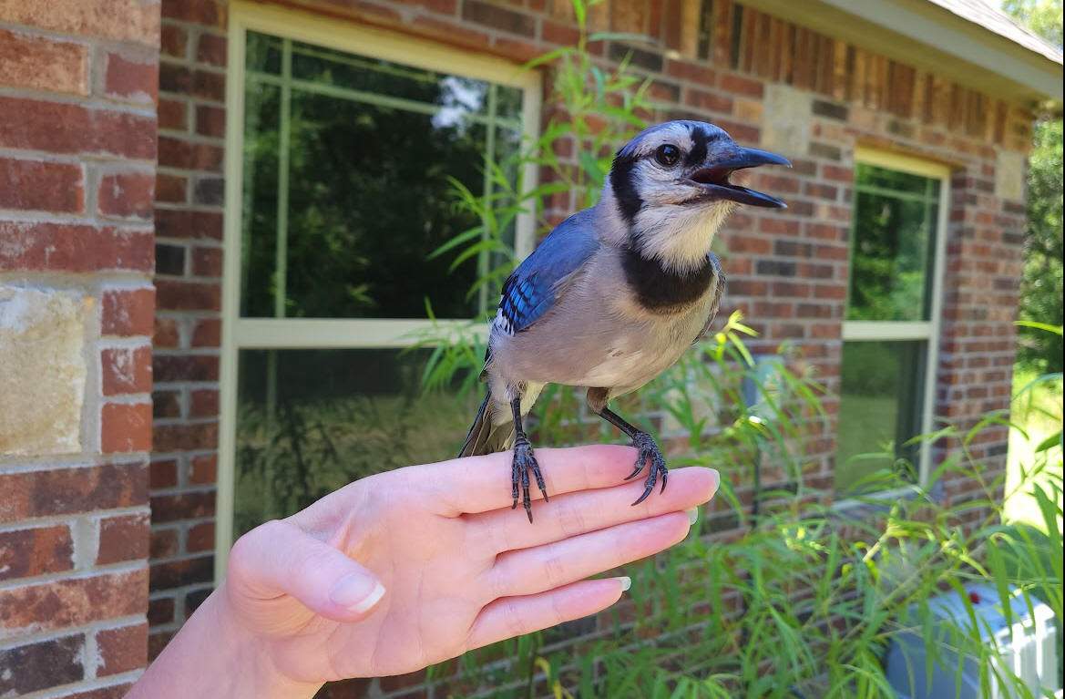 Solve Friendly Blue Jay jigsaw puzzle online with 70 pieces