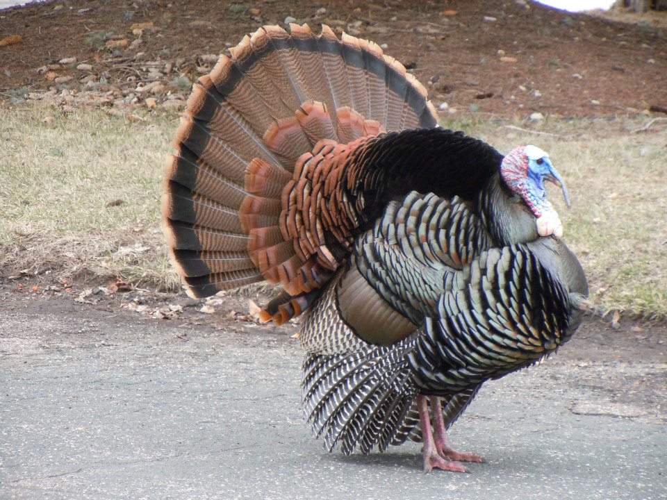 Solve Turkey jigsaw puzzle online with 48 pieces