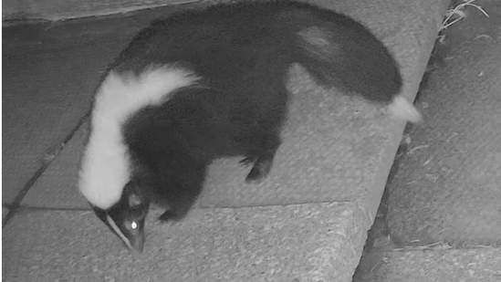 Solve Cream the Skunk jigsaw puzzle online with 28 pieces