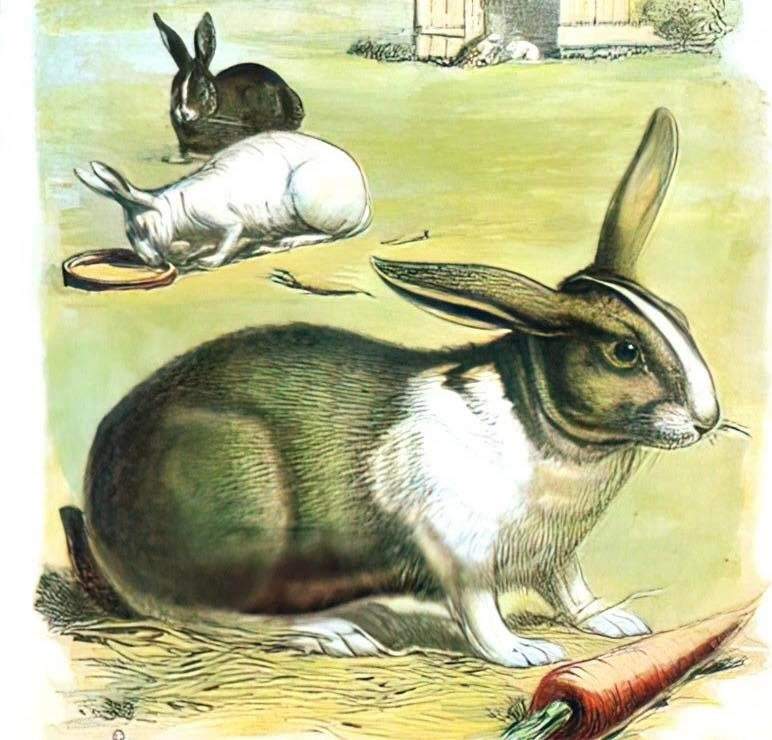 Solve Rabbits jigsaw puzzle online with 36 pieces