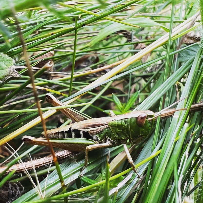 Jigsaw Puzzle | Find the Grasshopper | 25 pieces | Jigidi