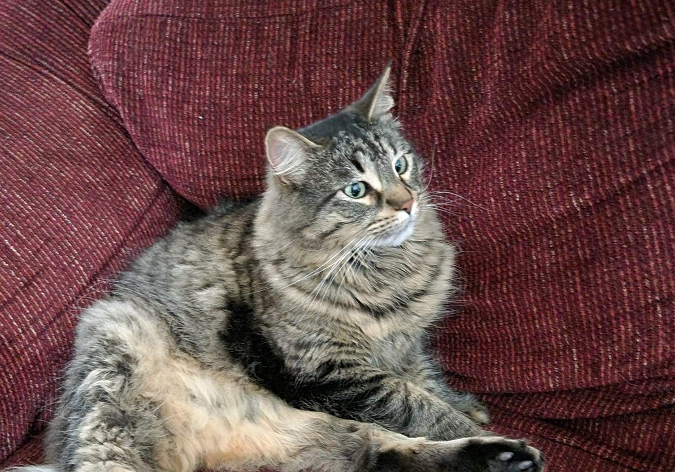 Solve Cat jigsaw puzzle online with 176 pieces