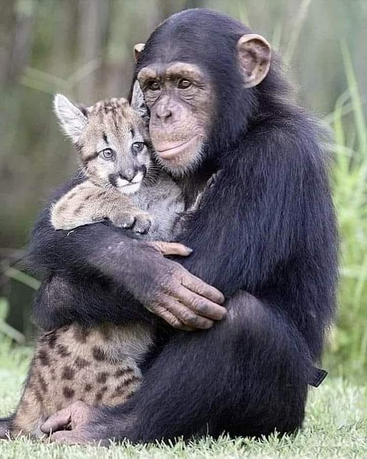 Solve Chimp and Cat jigsaw puzzle online with 48 pieces