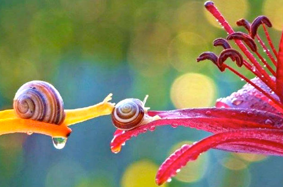 Solve Colorful snails jigsaw puzzle online with 150 pieces