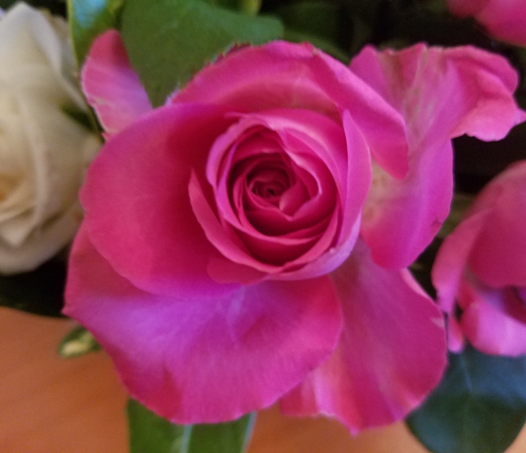 Solve Rose jigsaw puzzle online with 20 pieces