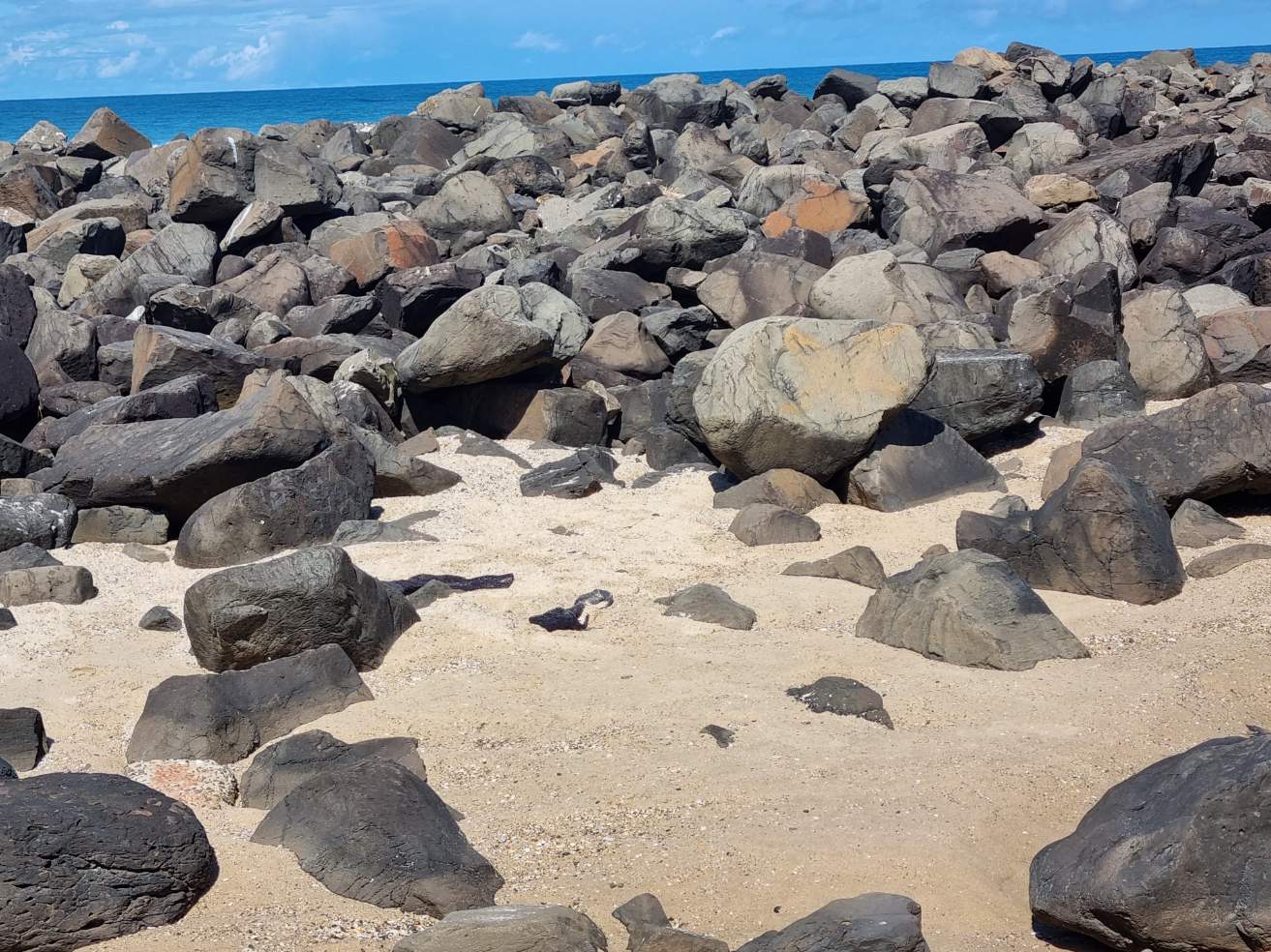 Solve Black Head jigsaw puzzle online with 30 pieces