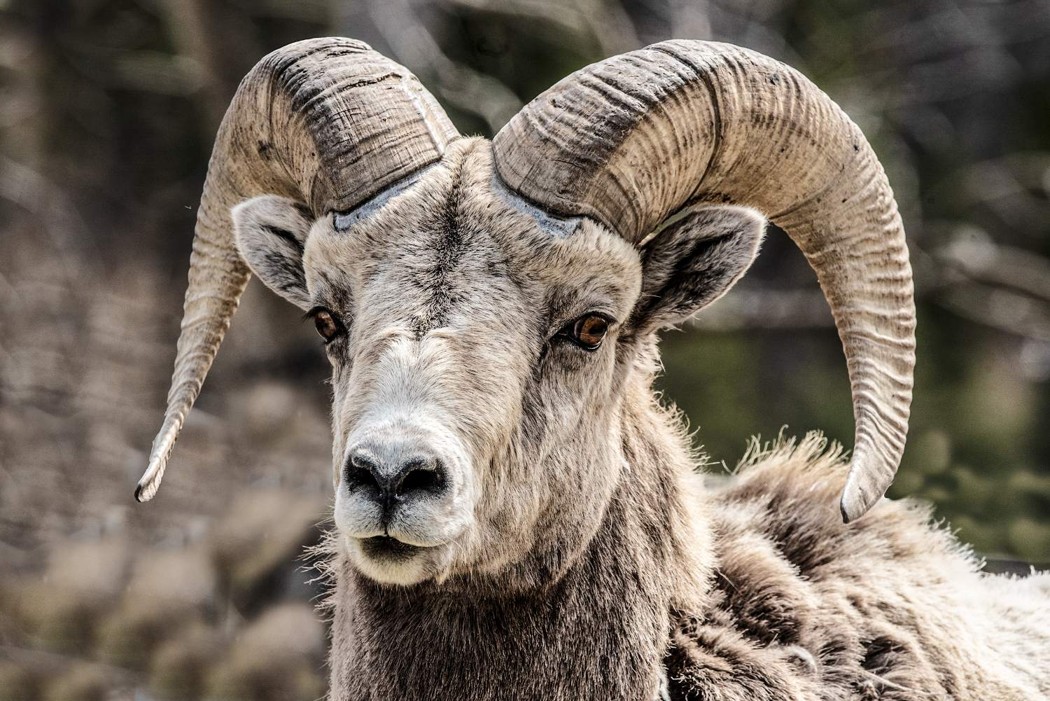 Solve Bighorn Ram jigsaw puzzle online with 77 pieces