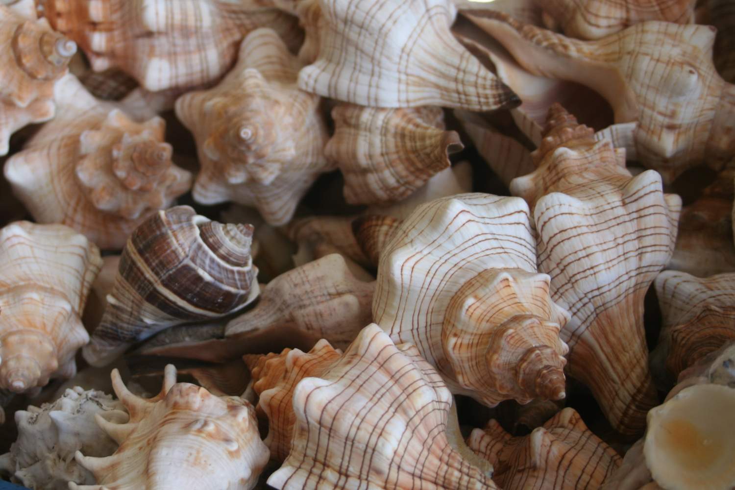 Solve Shells for sale! jigsaw puzzle online with 54 pieces