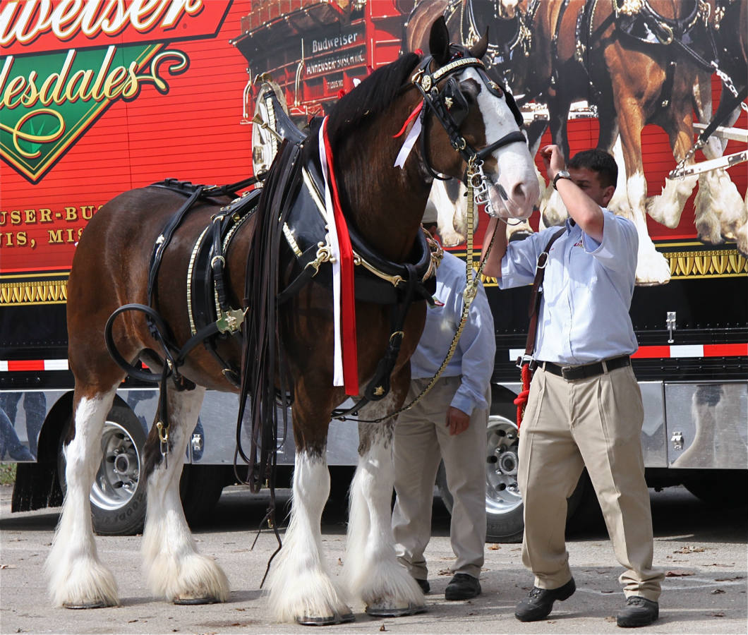 Solve Budweiser Clydesdale jigsaw puzzle online with 90 pieces