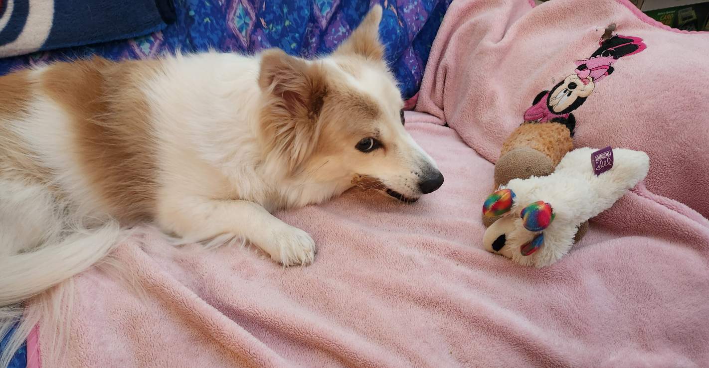 Solve Mabel protecting her chew jigsaw puzzle online with 28 pieces