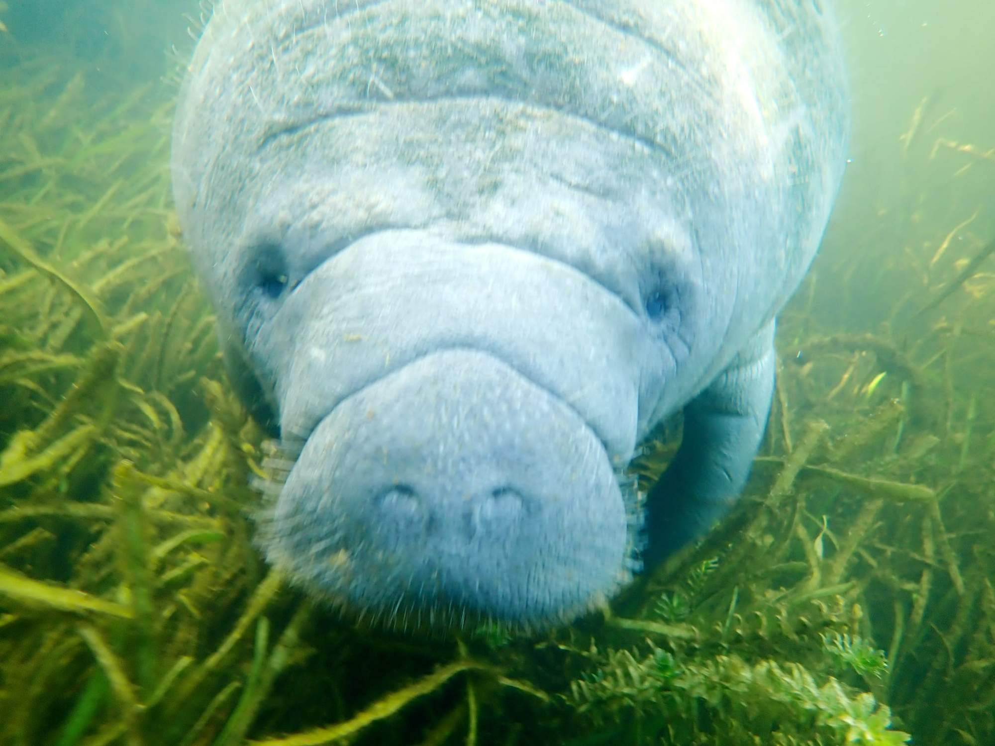 Solve manatee jigsaw puzzle online with 336 pieces