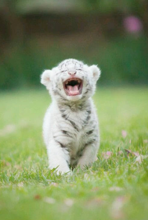 Solve Cute white tiger looks like he's laughing jigsaw puzzle online ...