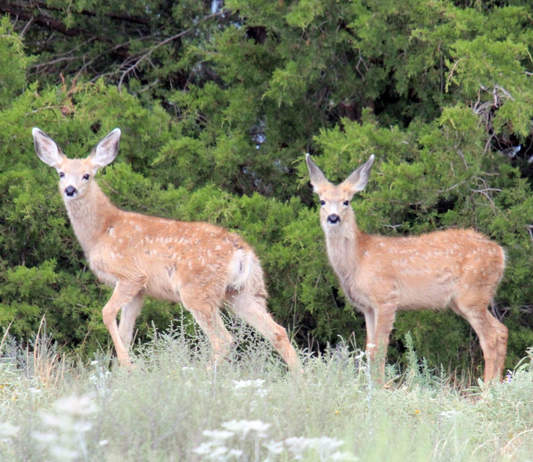 Solve 2 Deer jigsaw puzzle online with 340 pieces